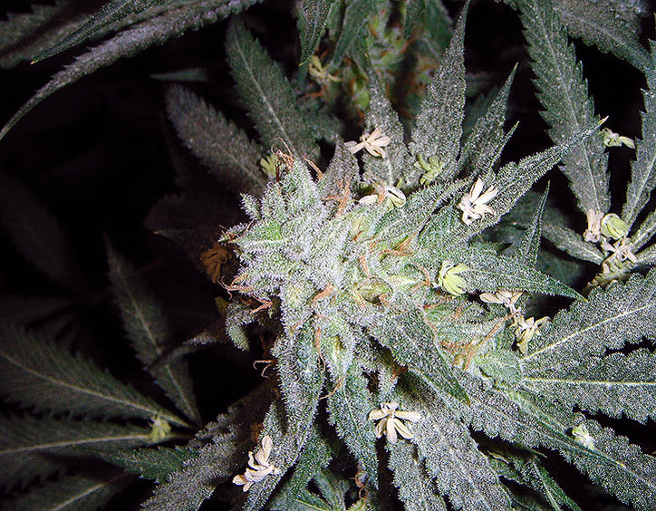 White Weed Strains Buy Crystal White By Spliff At Cannabis Seeds
