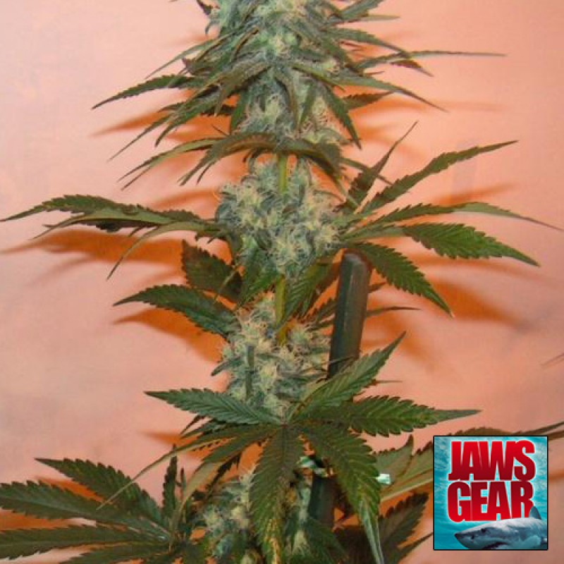 Train Wreck Strain Yield