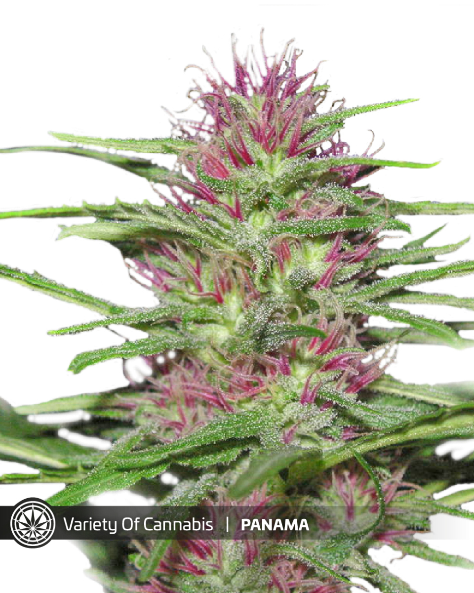Panama Red Feminized Seeds Panama Red Feminised Cannabis Seeds