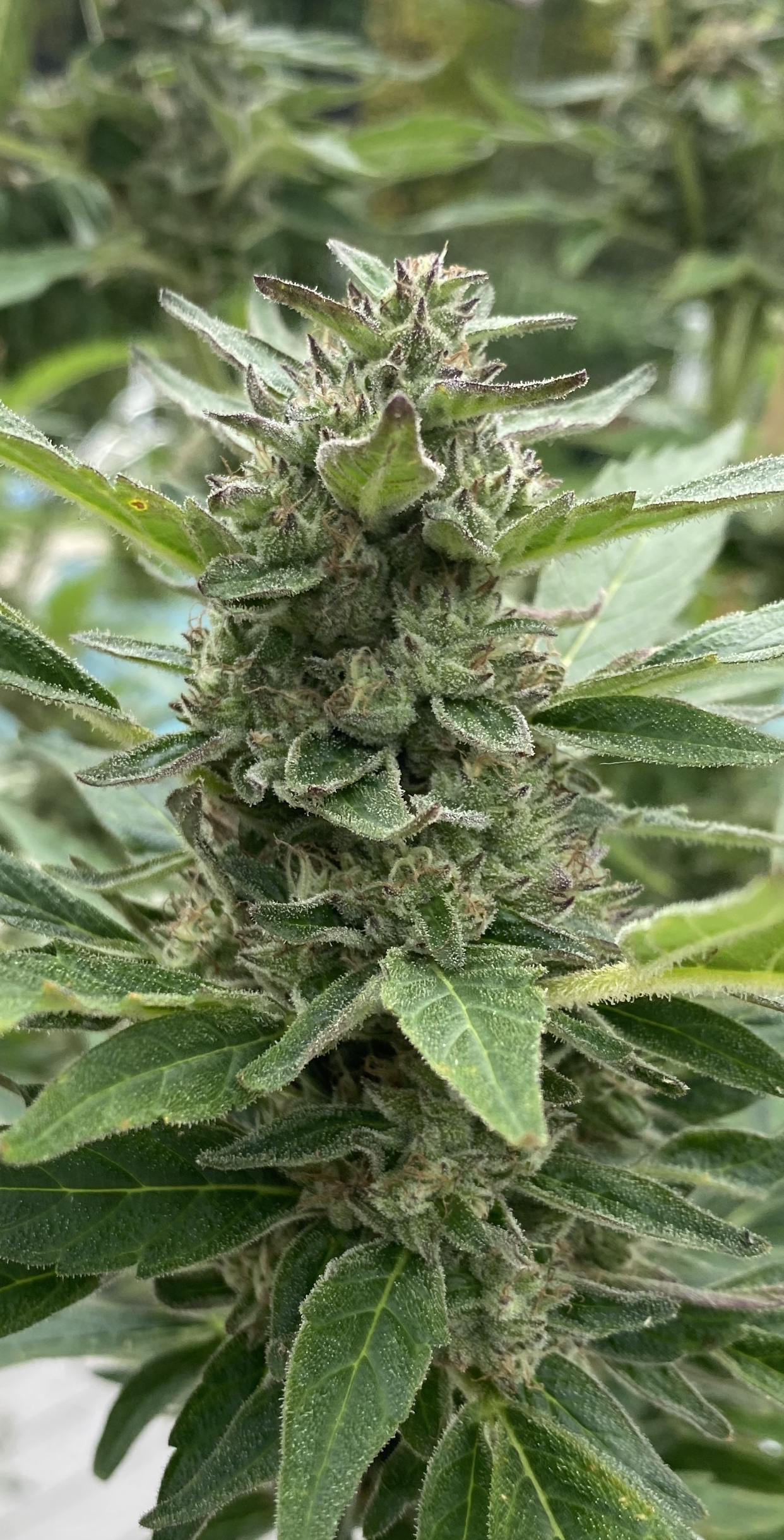 Thors Hammer Weed