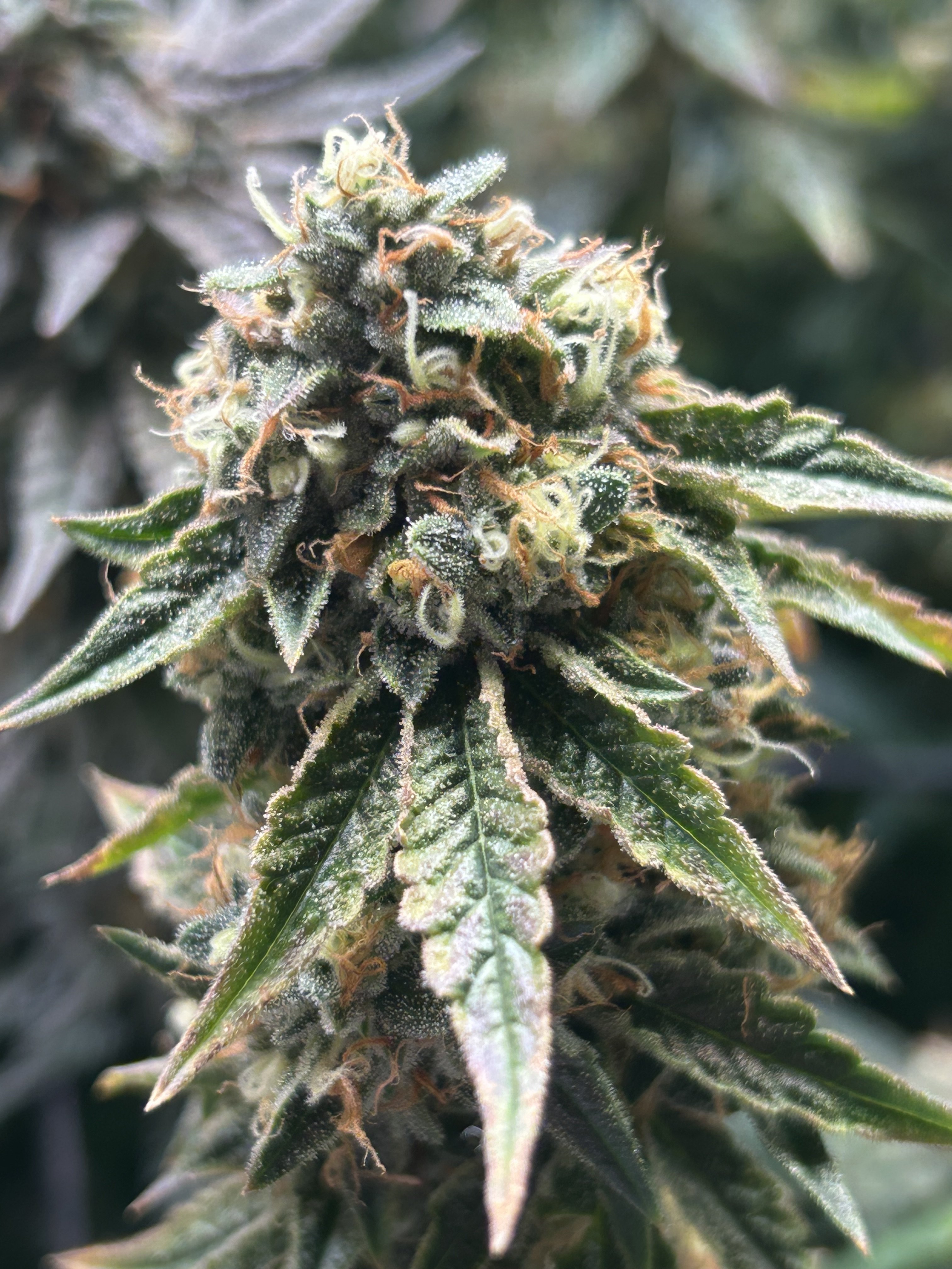 Strain-Gallery: Black Cherry Gushers (Barneys Farm) PIC #31047 by ...