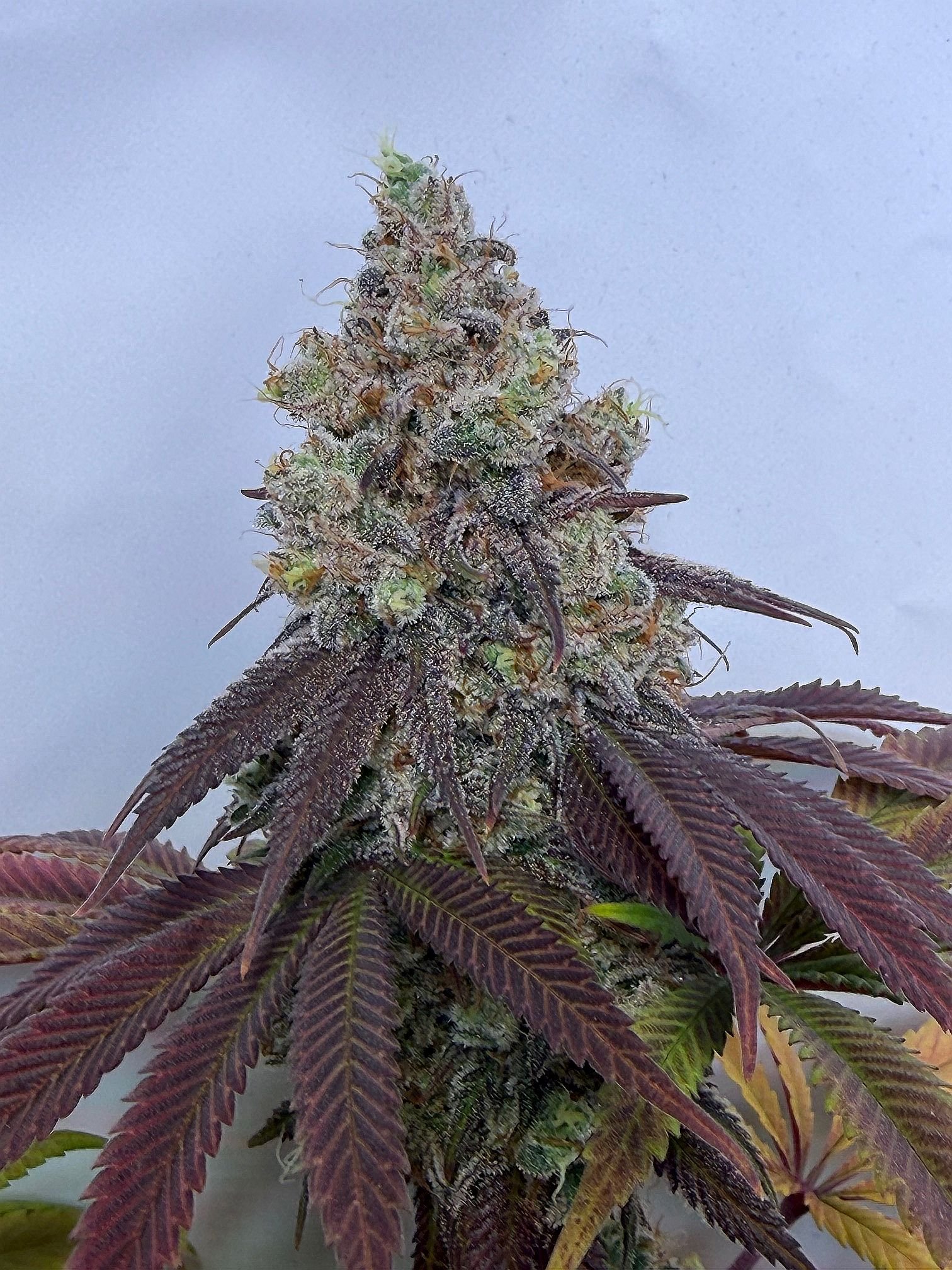 Strain-Gallery: Blue Lobster (Compound Genetics) PIC #30921 by Compound ...